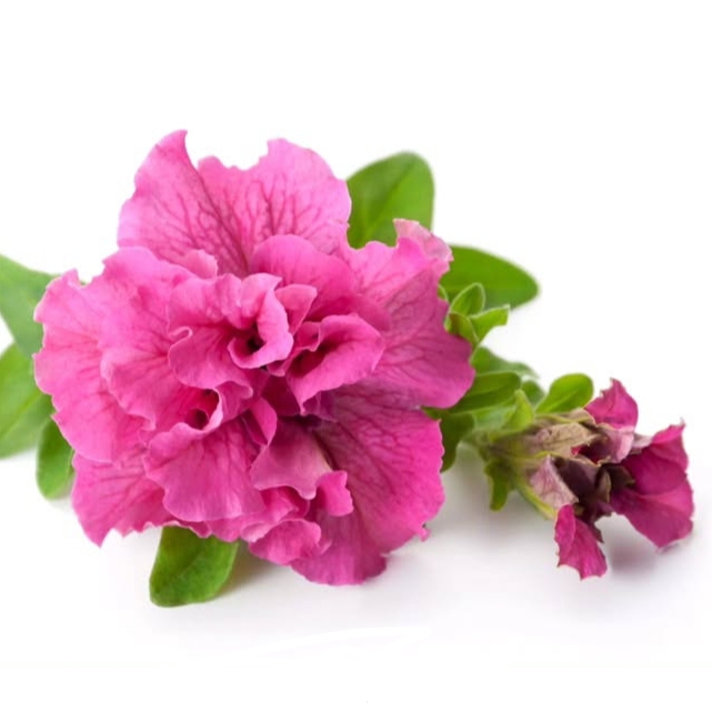 Иконка канала Бесконечное Лето