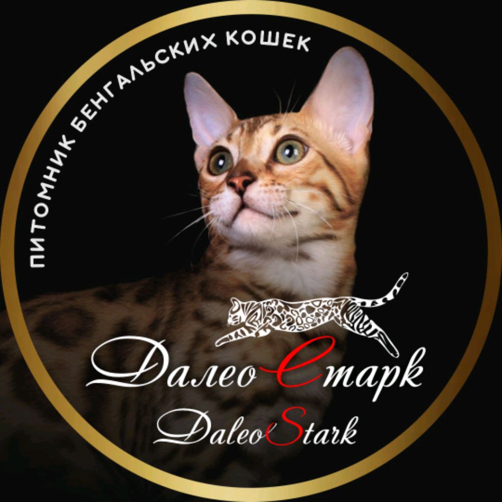 Иконка канала Питомник Бенгальских Кошек DaleoStark