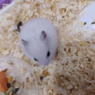 Иконка канала Фрося Хомяк