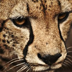 Иконка канала abybr