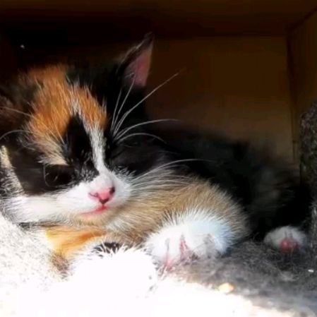 Иконка канала Обзоры