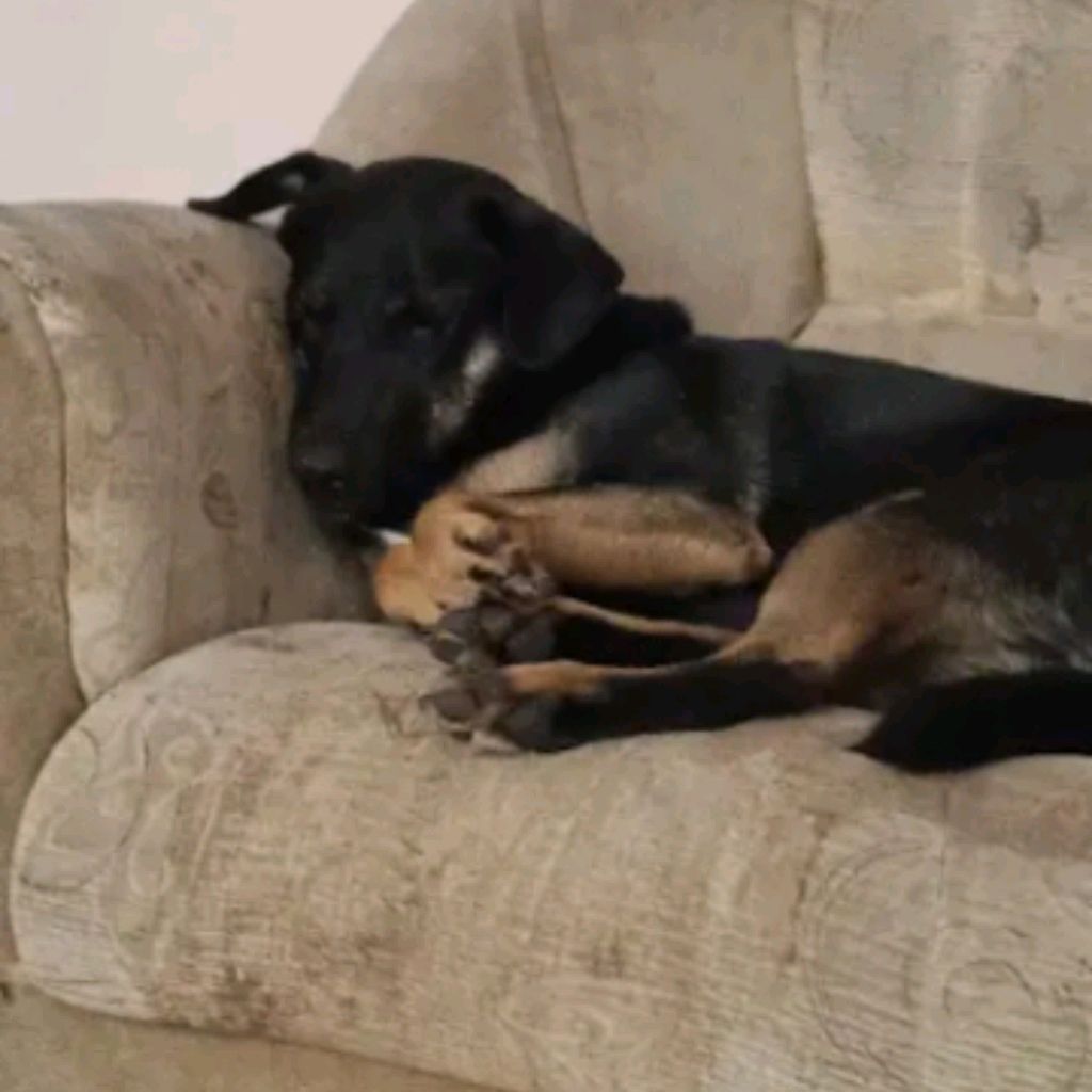 Иконка канала Собачья Жизнь