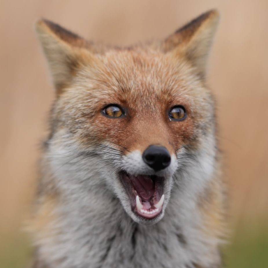 Иконка канала Fox World