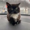 Иконка канала Cats