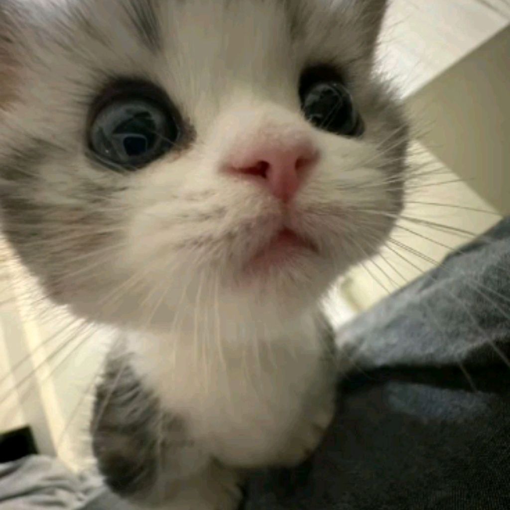 Иконка канала 🎀Family kittens🎀