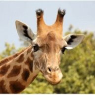 Иконка канала hugg1ng.giraffe