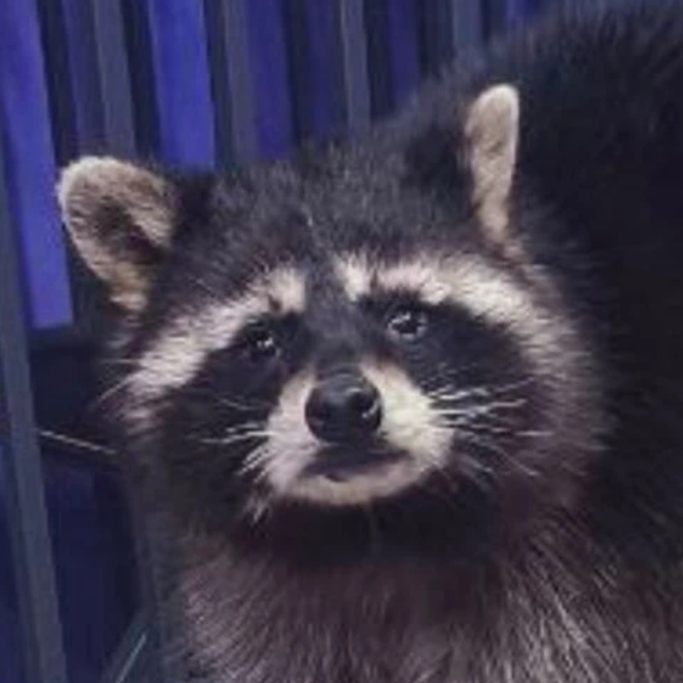 Иконка канала Енотокафе Лесная Братва