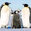 Иконка канала Пингвин 🐧