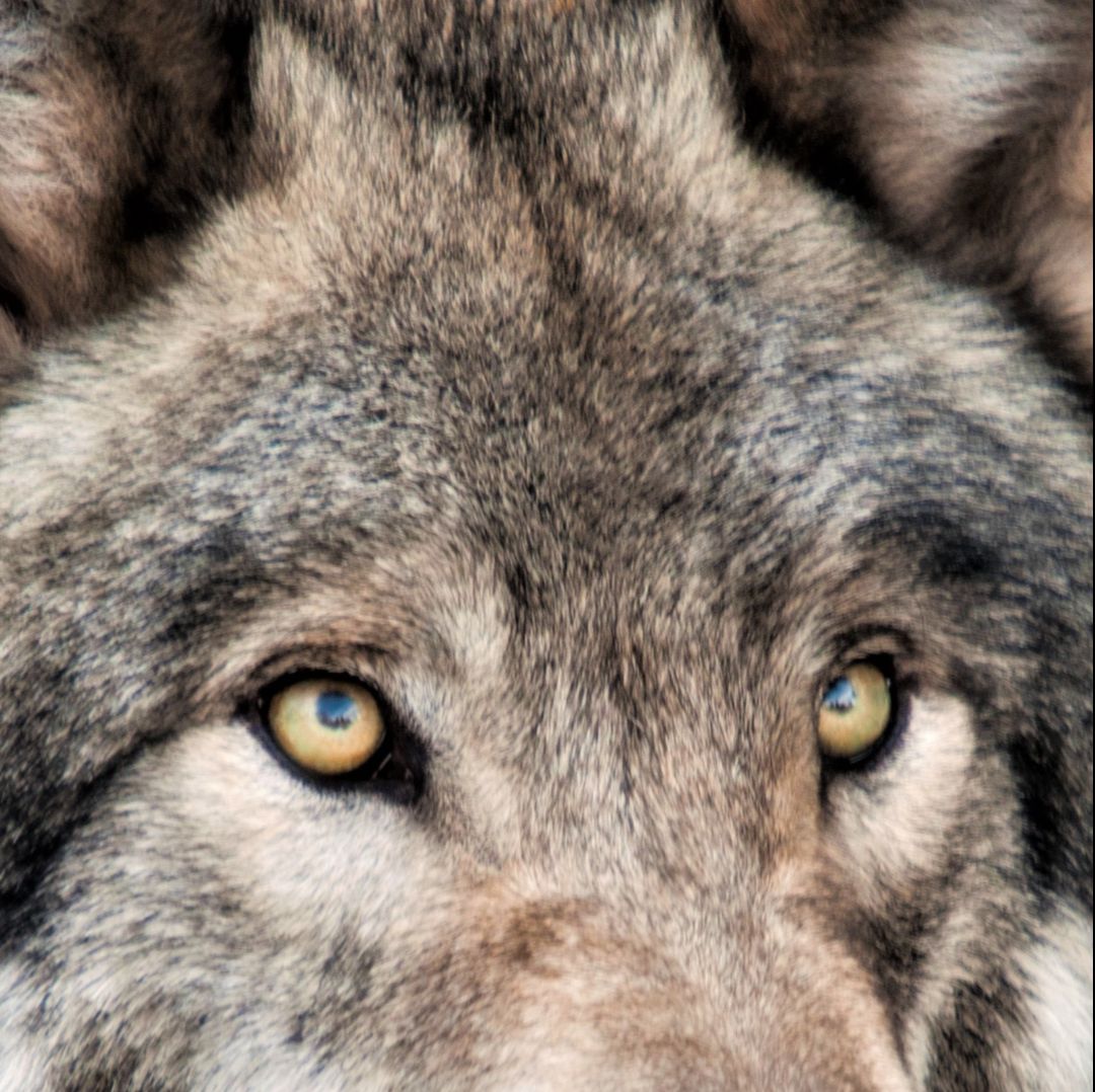 Иконка канала Бульбаш Лайф