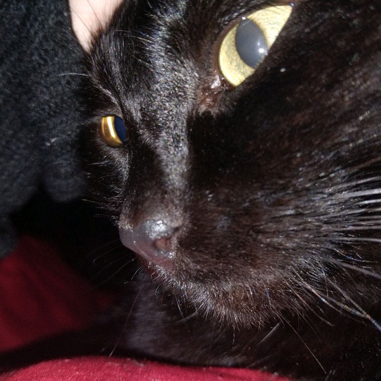 Иконка канала Черныш  Котик