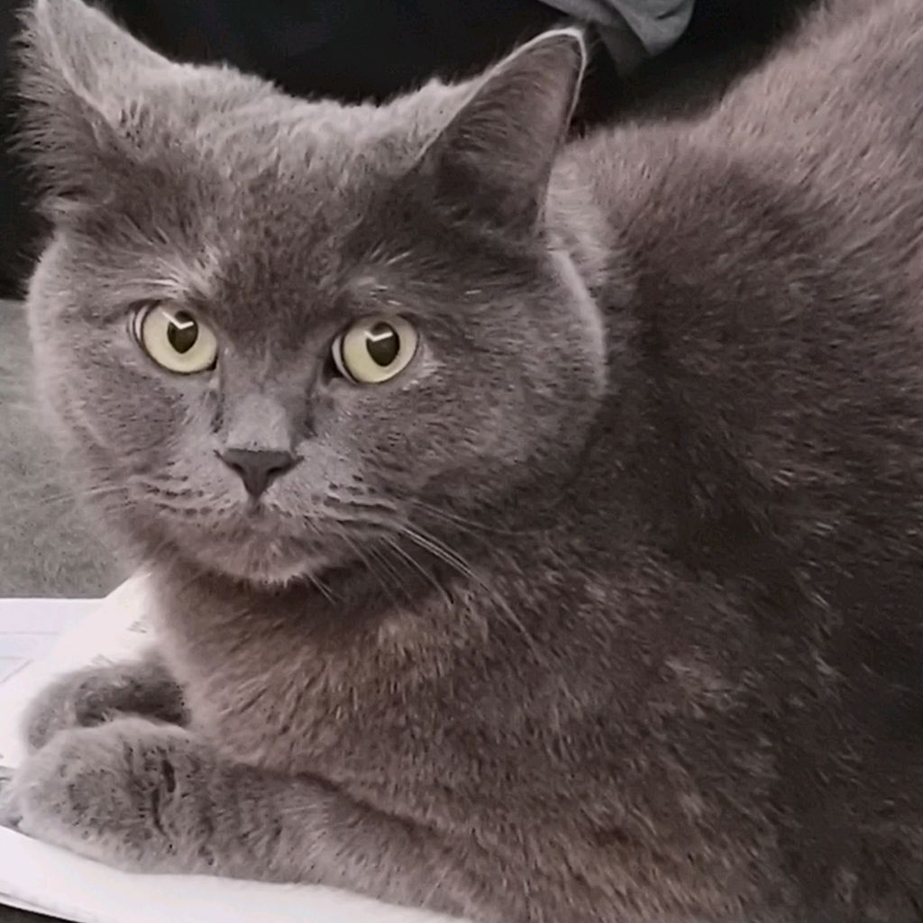 Иконка канала Лёня ‼️