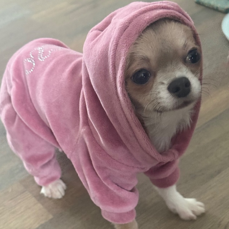 Иконка канала Собачка Белла🐕🥎🥰 Чихуахуа