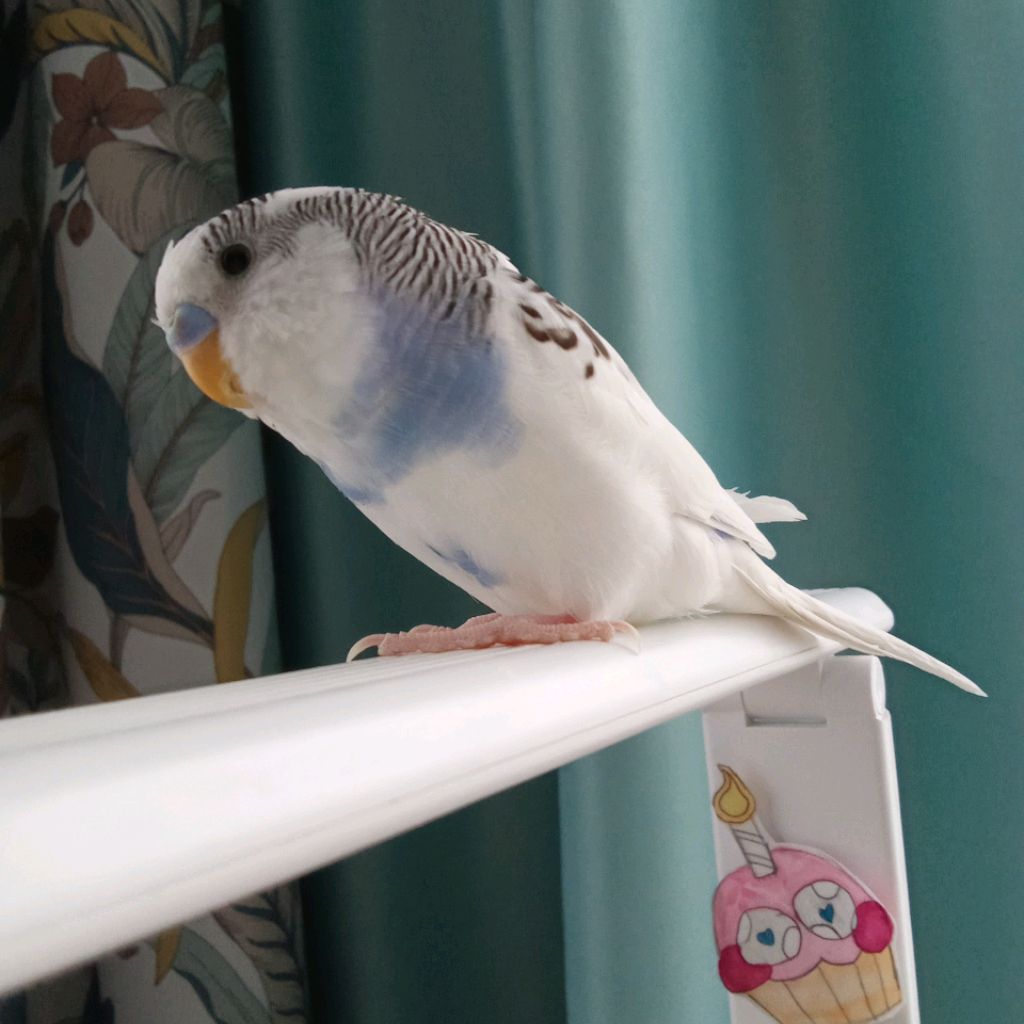 Иконка канала Пернатый Дружок!🦜