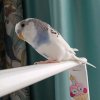 Иконка канала Пернатый Дружок!🦜