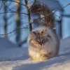 Иконка канала Icy Steppe KV