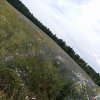 Иконка канала Evelina