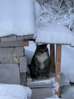 Иконка канала СамСтрой