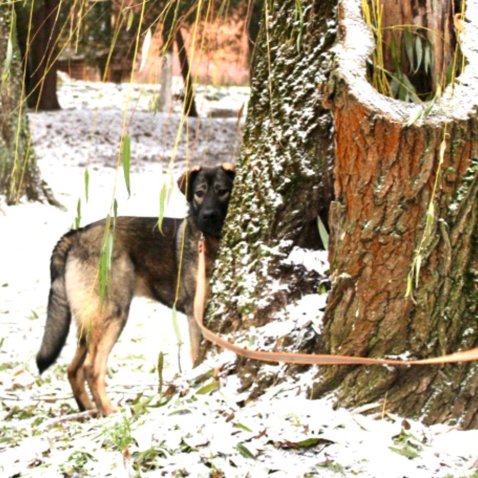 Иконка канала Бездомные животные Каширы и не только Каширы