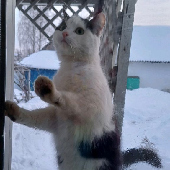 Иконка канала Полезные советы для кошек