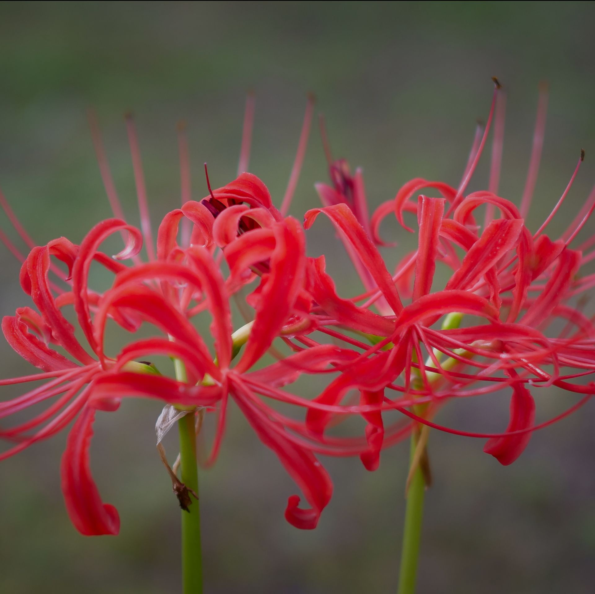 Иконка канала Takada Saburo