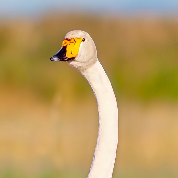 Иконка канала Открытая наука🦢🦌