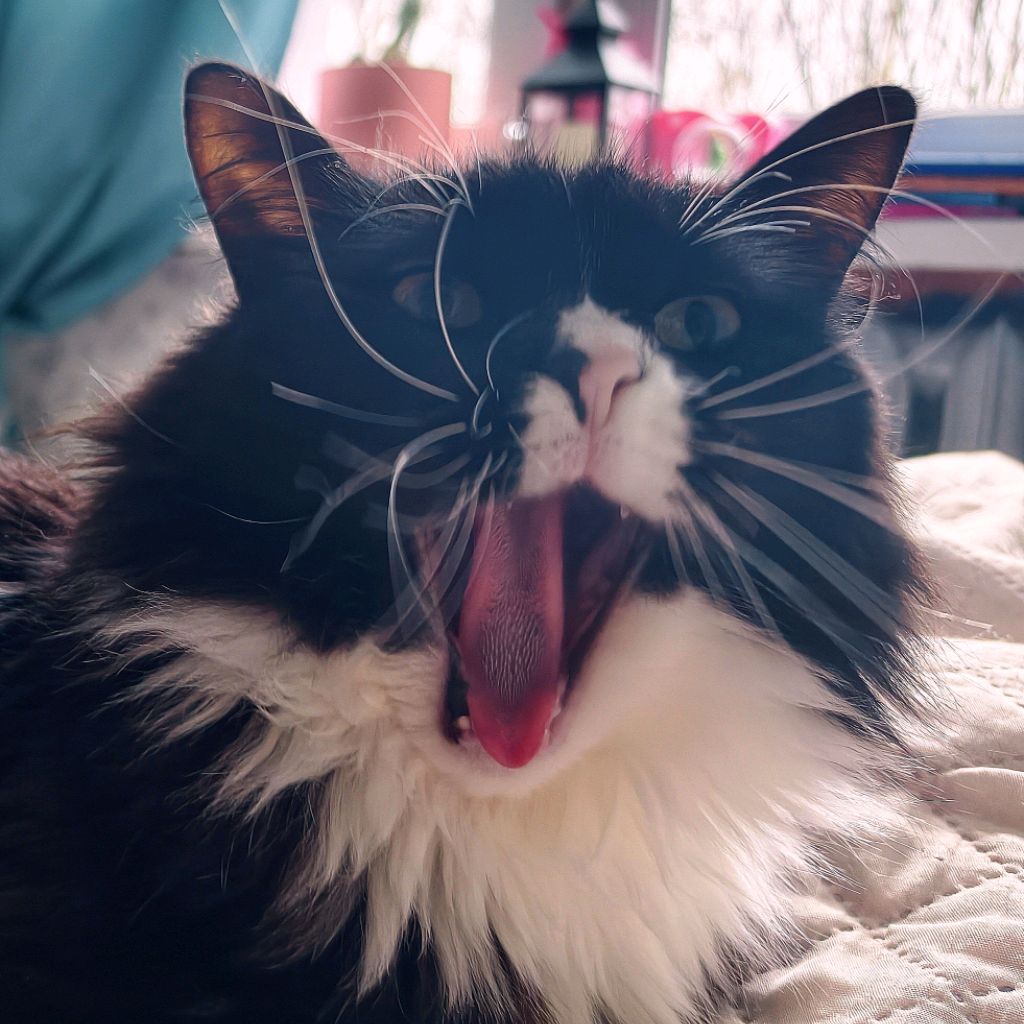 Иконка канала SIMBADCAT