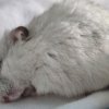 Иконка канала ХомаСима и Пусяк 🐹