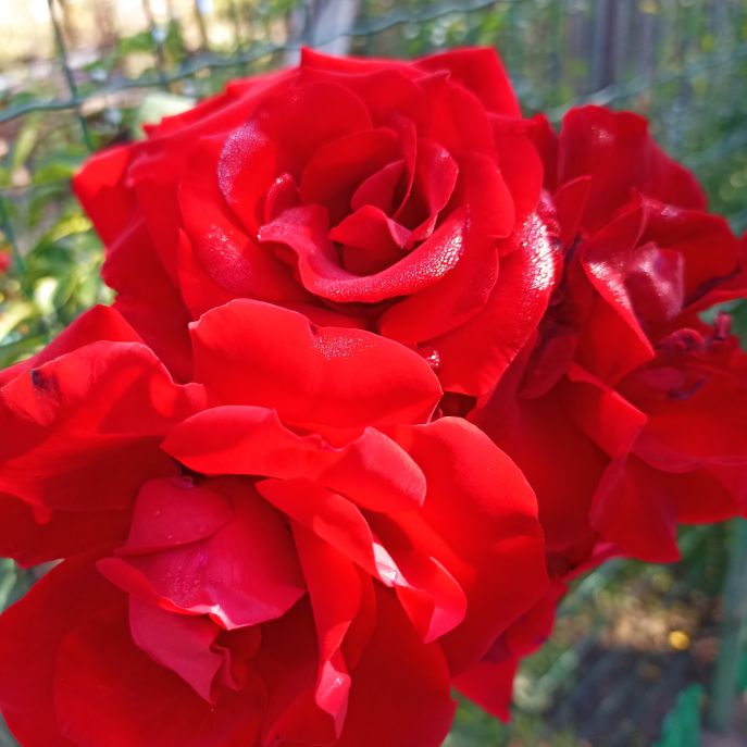 Иконка канала Эл