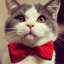 Иконка канала Catty Patty