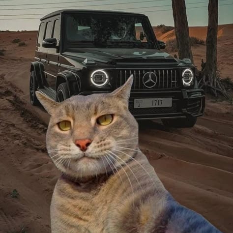 Иконка канала Кошка Люся И Другие Коты