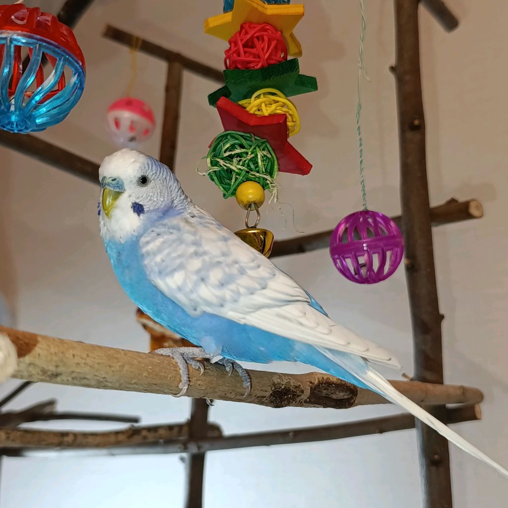 Иконка канала Ангелочек Кеша