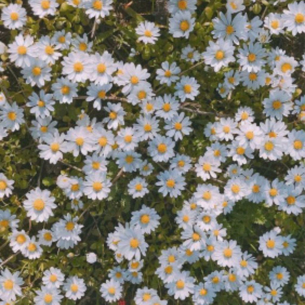 Иконка канала :🍃ⲧⲣⲁⲃⲏυцⲁ_ⲉⲟⲣⲁ🌾: