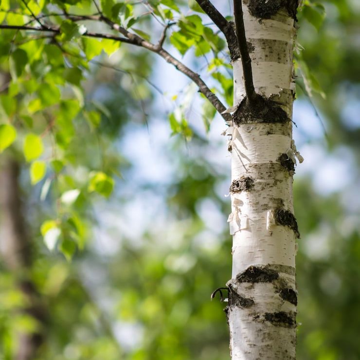 Иконка канала channel42842