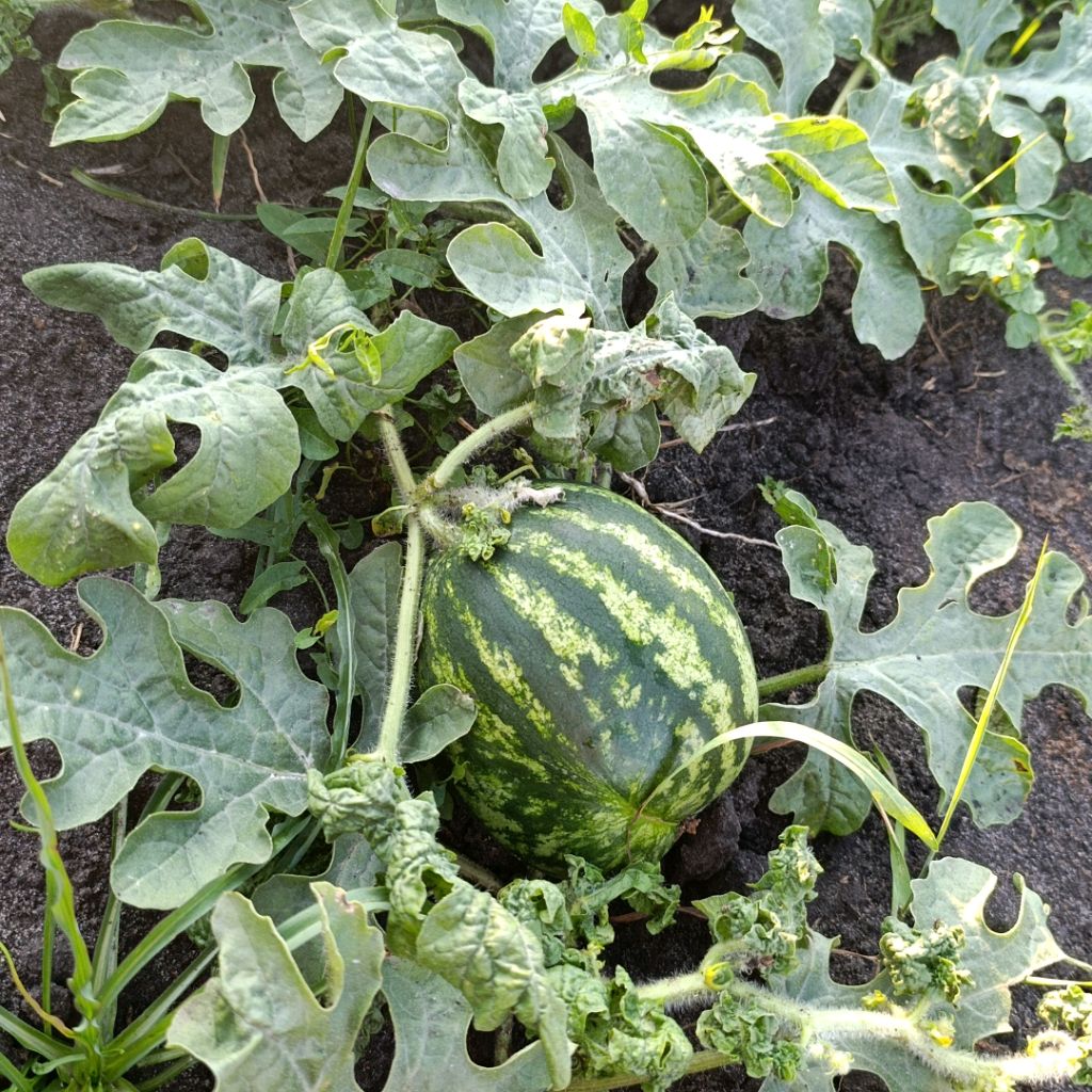 Иконка канала Нашь Арбуз 🍉