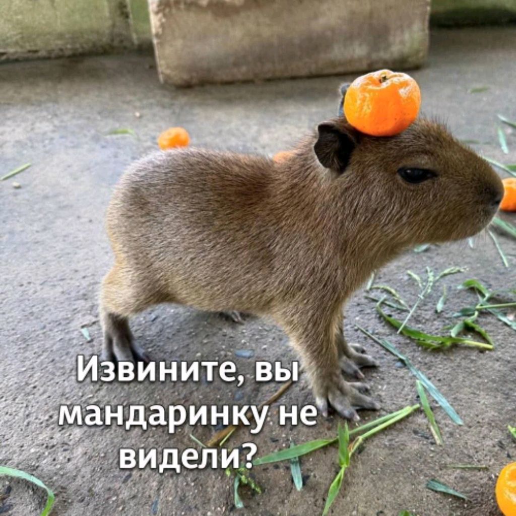 Иконка канала КапиРуся