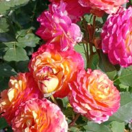 Иконка канала svoisad