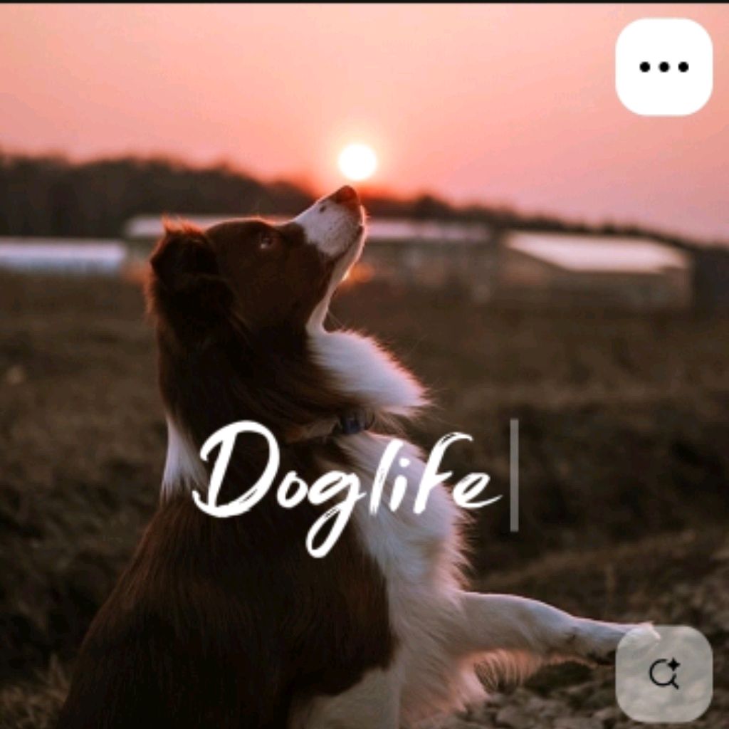 Иконка канала 🐾Doglife🐾