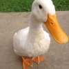 Иконка канала Fire Goose 💗💜💓💝💖