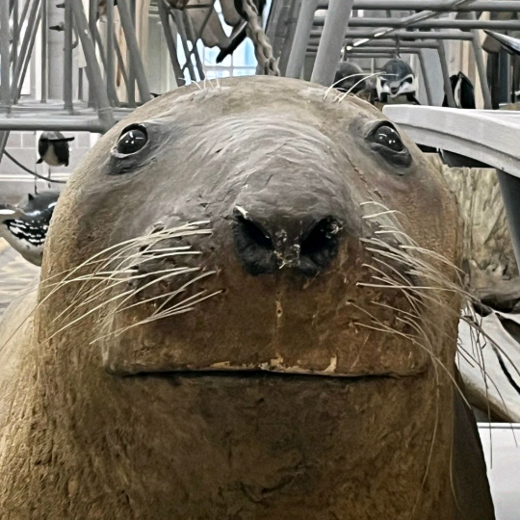 Иконка канала Моржик💛