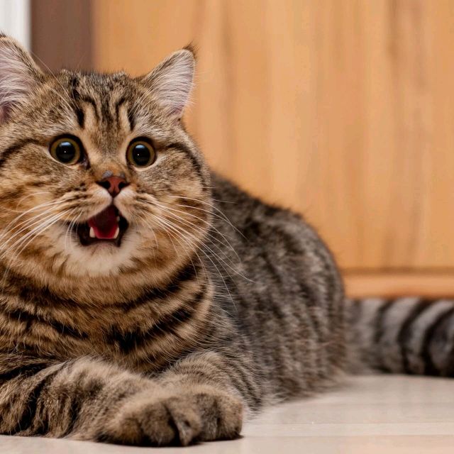 Иконка канала КОТО ШОУ!