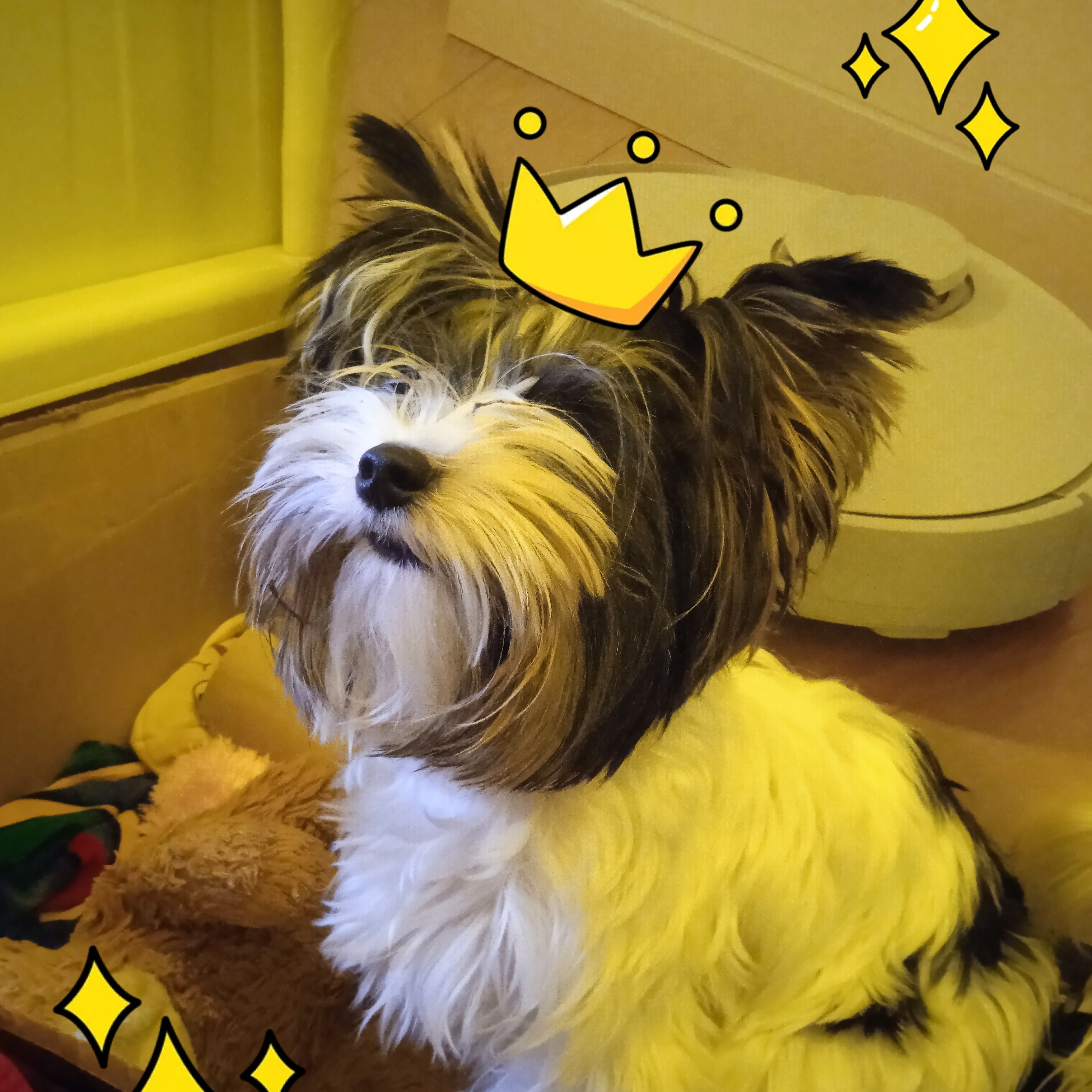 Иконка канала 🐶Чëрные ушки 🐶