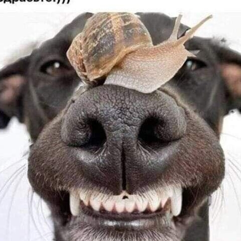 Иконка канала Юмор через soru