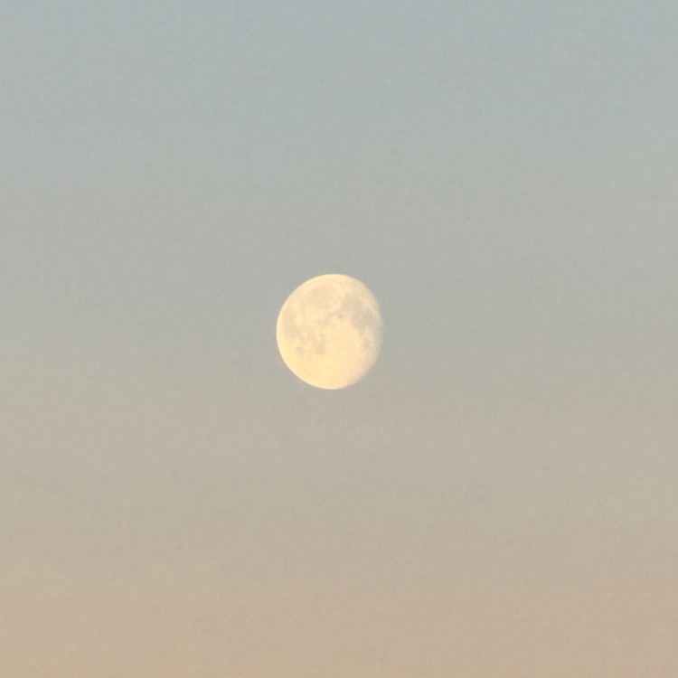 Иконка канала zozveronika