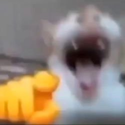 Иконка канала whoisdiskuodo