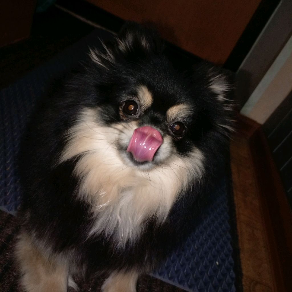 Иконка канала Львица