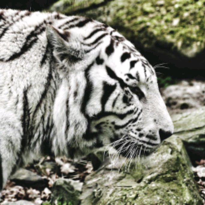 Иконка канала ©@АрТëМыЧ@®