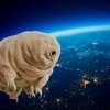 Иконка канала ТИХОХОДКА  Trade  { tardigrade }