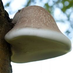 Иконка канала ФунгоДолгоЛетие