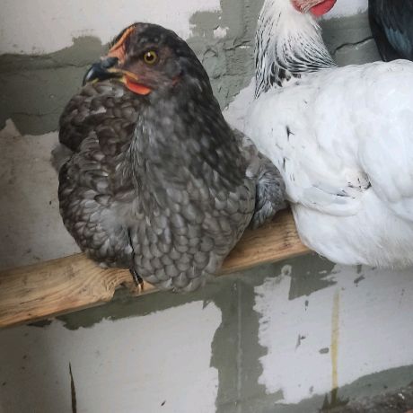 Иконка канала Куриные_истории