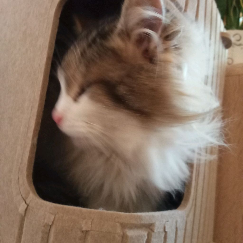 Иконка канала Медведь Тиви